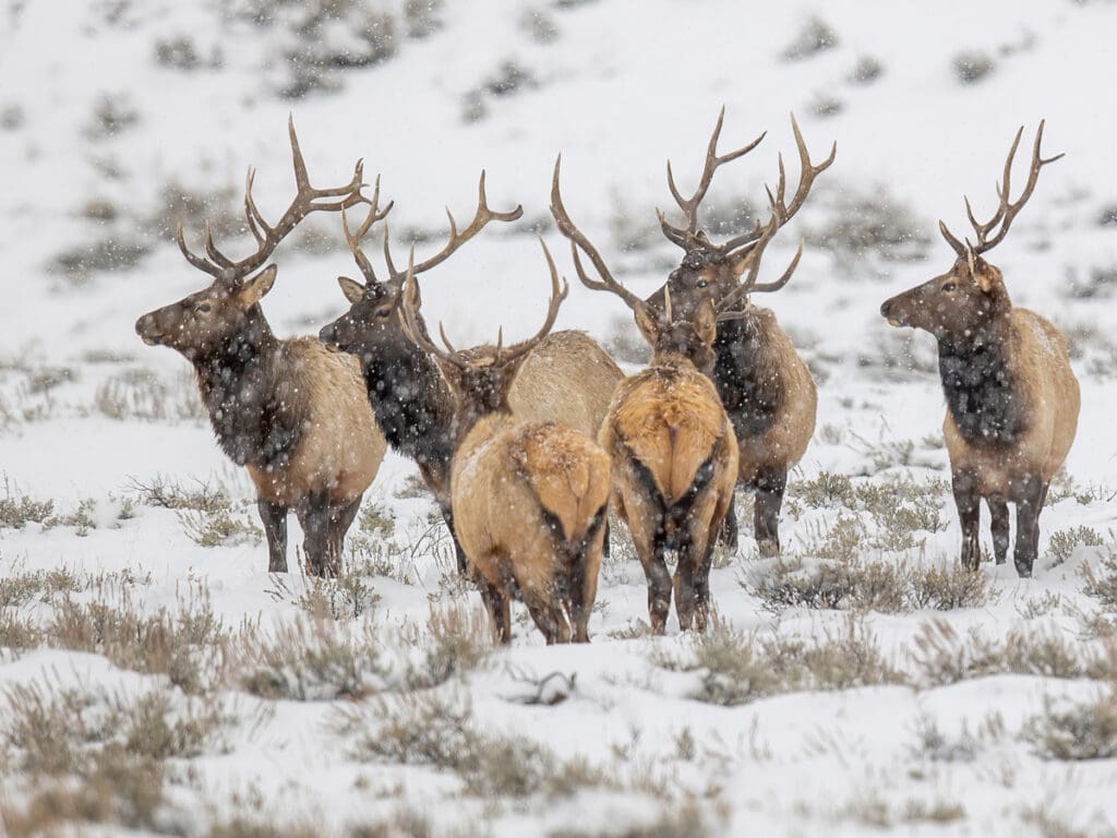 Choosing the Best Bullet for Hunting: A Guide to Bullet Hardness and ...