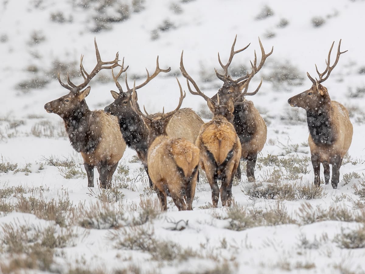 Choosing the Best Bullet for Hunting: A Guide to Bullet Hardness and ...